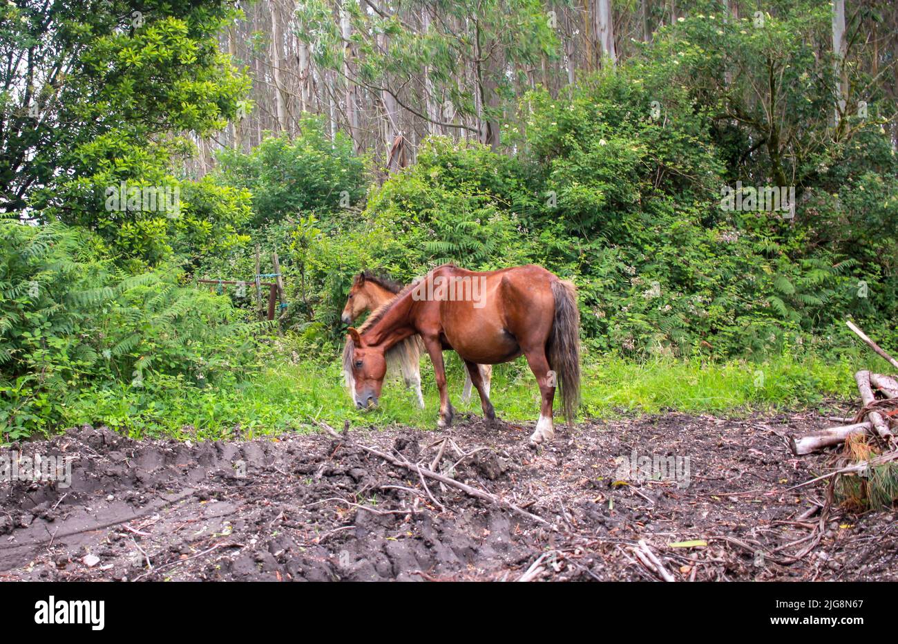 wild mare and foal grazing free in the woods Stock Photo - Alamy