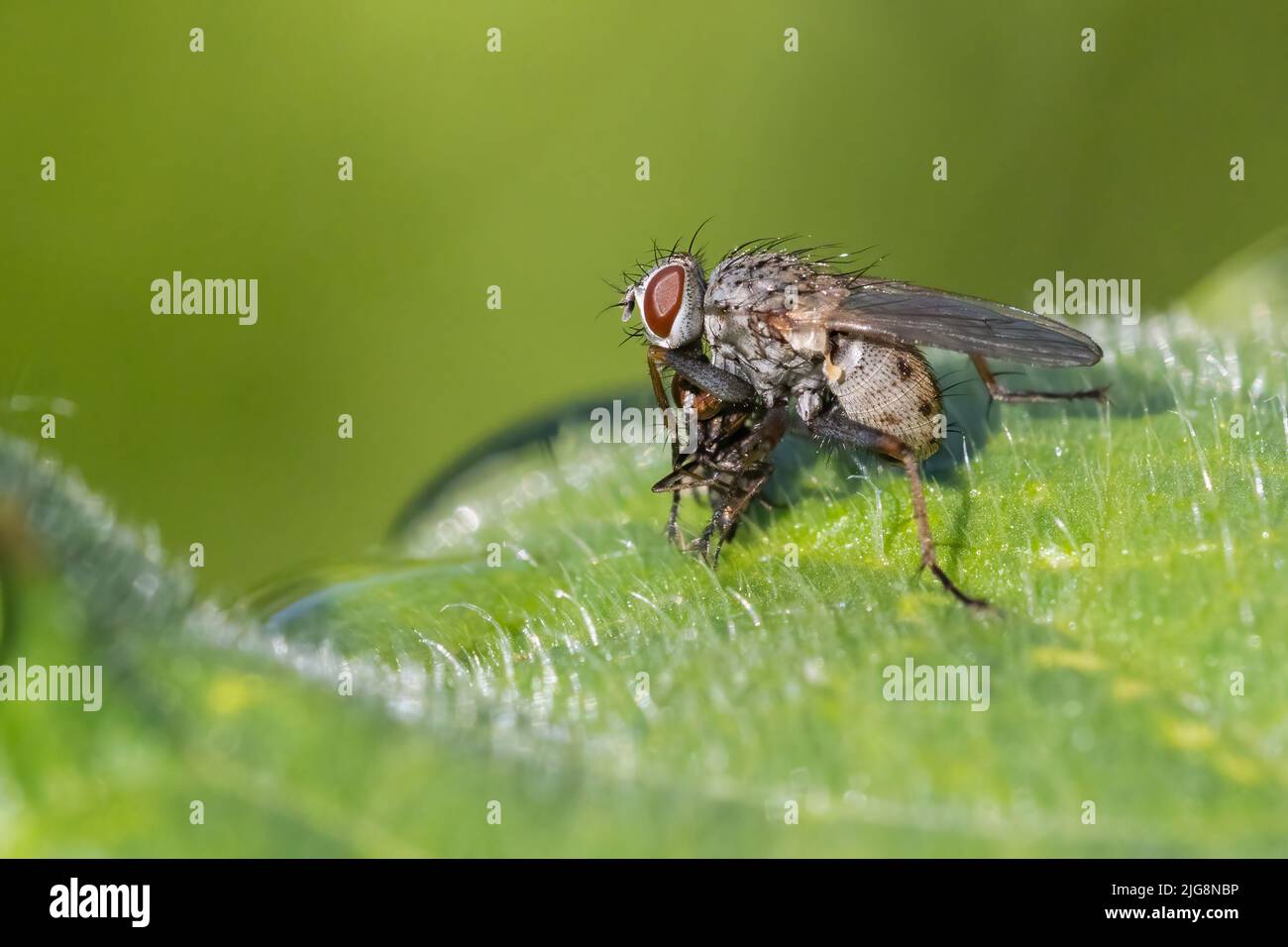 tachinid fly with prey Stock Photo - Alamy
