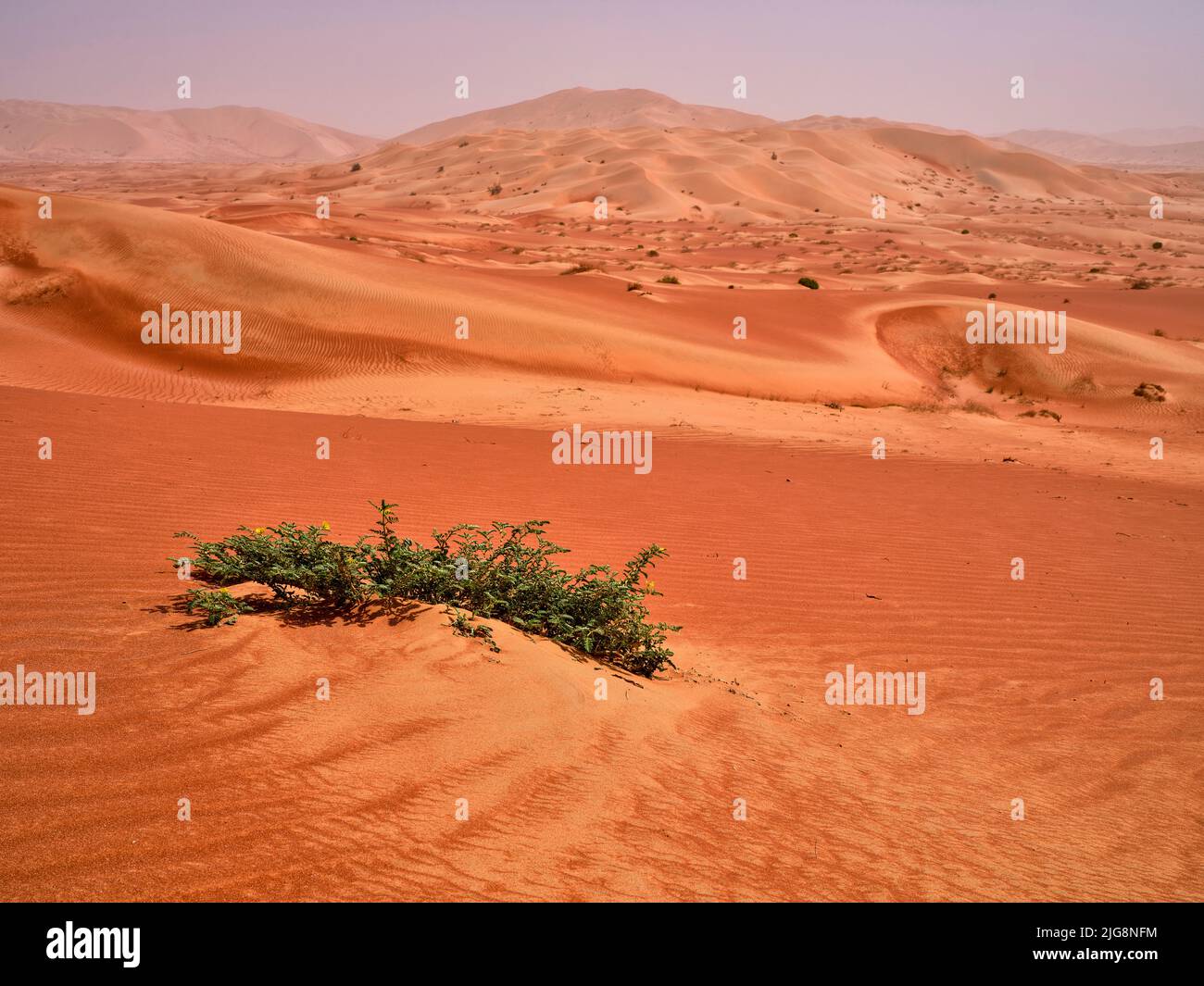 Arabian peninsula desert drought hi-res stock photography and images ...