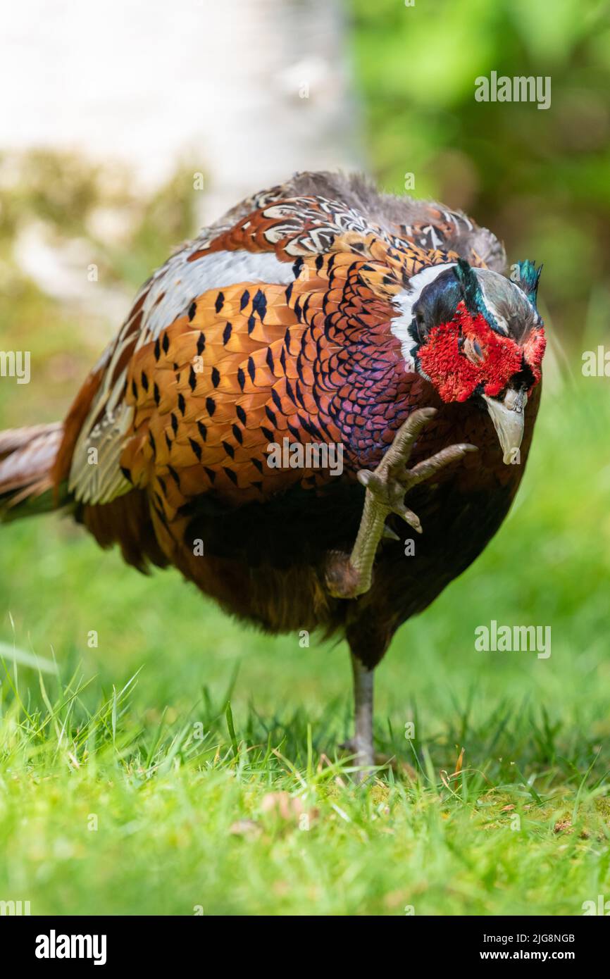 Portrait of a cock pheasant (phasianus colchicus) scratching it's head ...