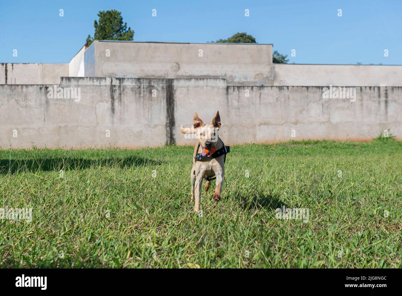 Happy short-haired dog running on lawn with a ball in its mouth on a ...
