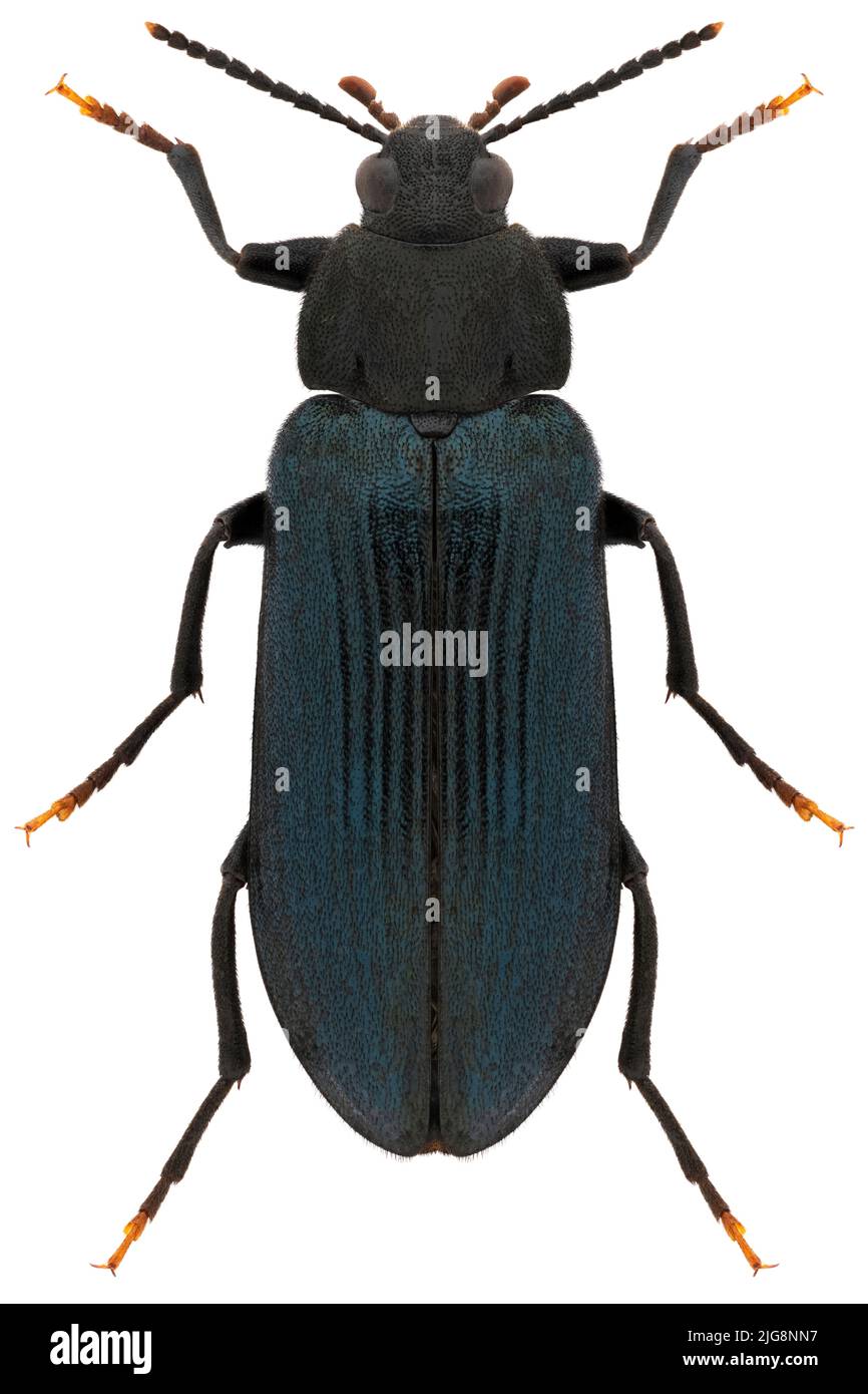 False darkling beetle species Melandrya caraboides Stock Photo - Alamy