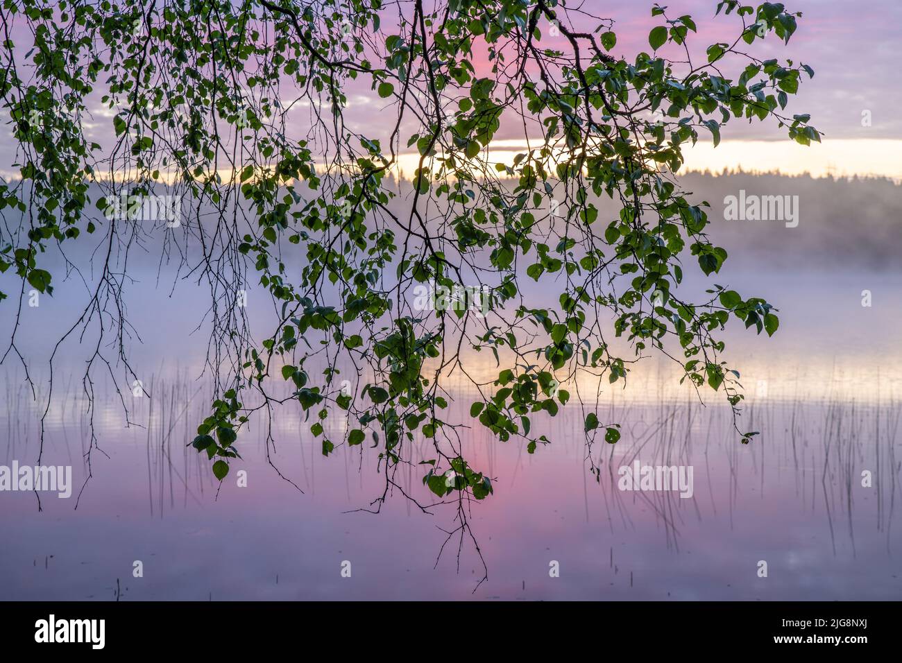 Beech branches haning down in front of a lake with morning colors Stock ...