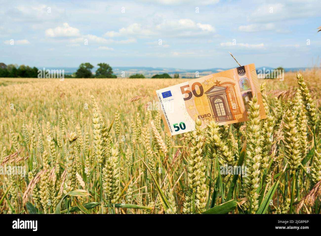 Euro banknote money on ripe wheat ears in a grain field, agricultural ...