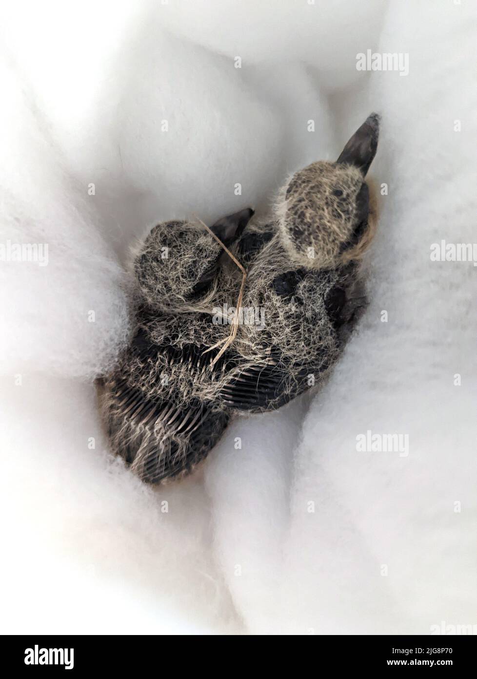 Fluffy doves hi-res stock photography and images - Alamy