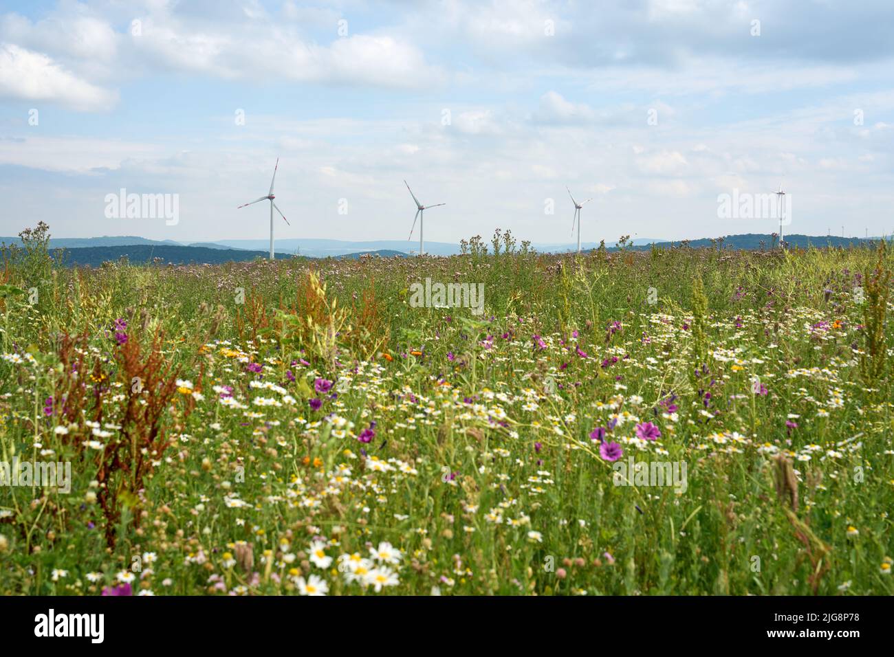 Modern wind turbines behind a beautiful flower meadow environment ...