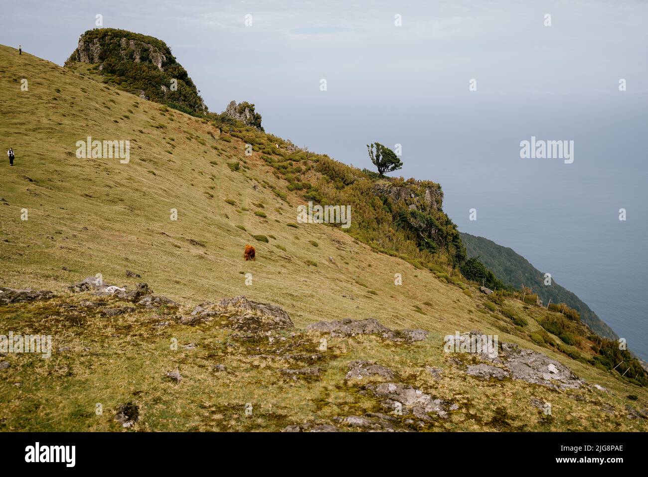 A ginger dog standing on the hill in Madeira island, Portugal Stock ...
