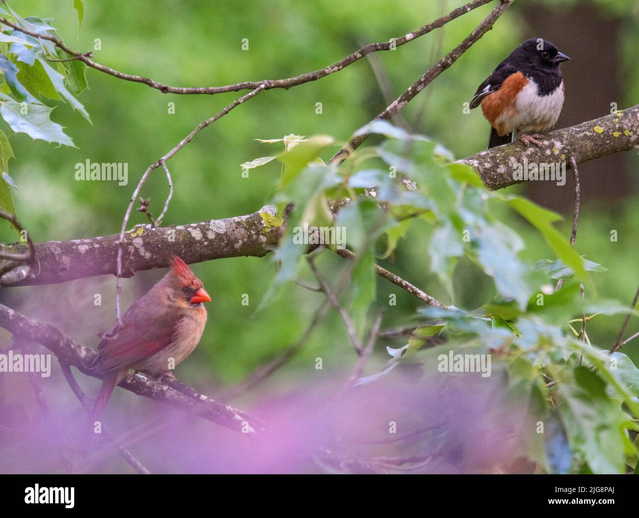Northern cardinal bird(Cardinalis cardinalis) and Eastern Towhee ...