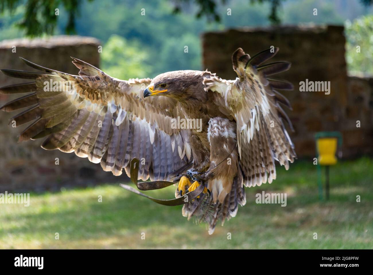 A closeup shot of a beautiful buzzard flying in the air Stock Photo - Alamy