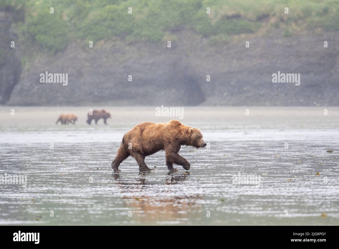 Alaskan brown bear walking across mud flat at low tide in McNeil River ...