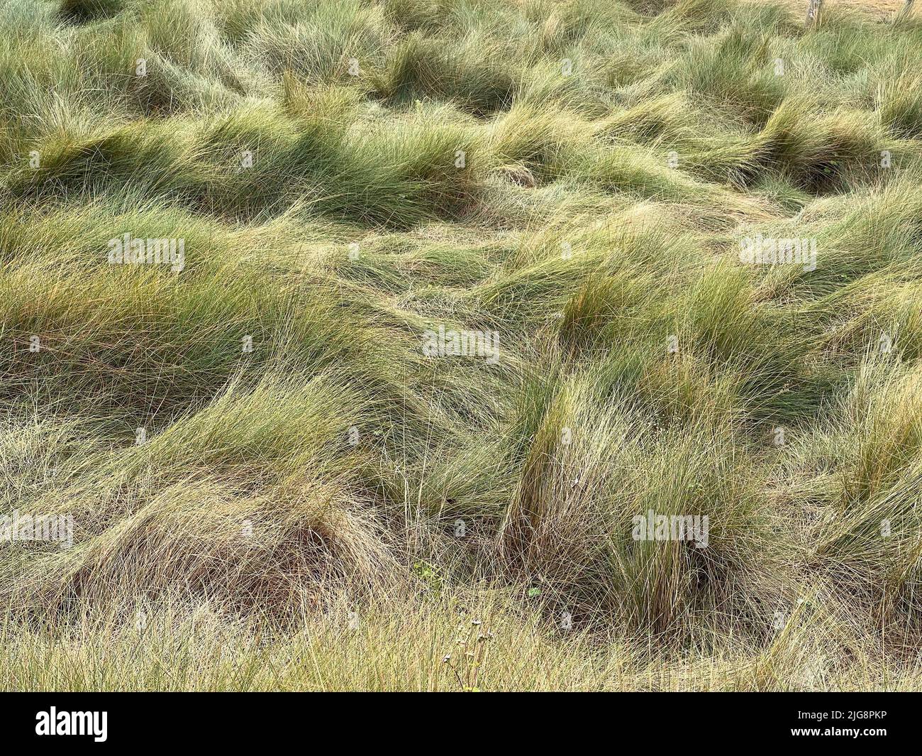 Hairgrass hi-res stock photography and images - Alamy