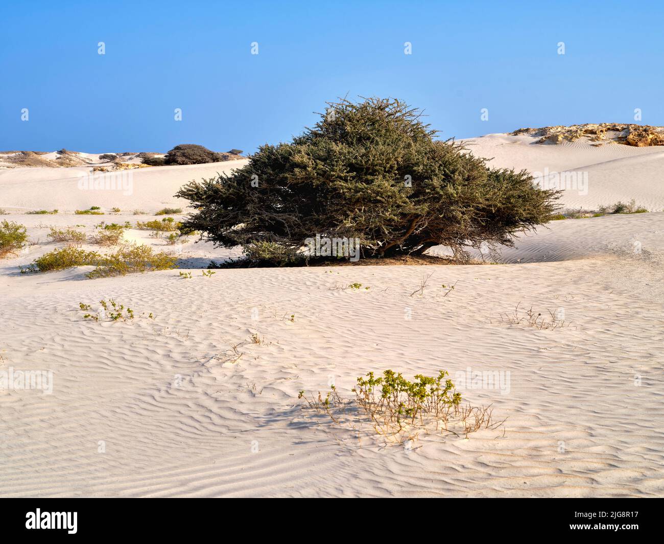 Dunes near Al Khaluf, Oman Stock Photo - Alamy