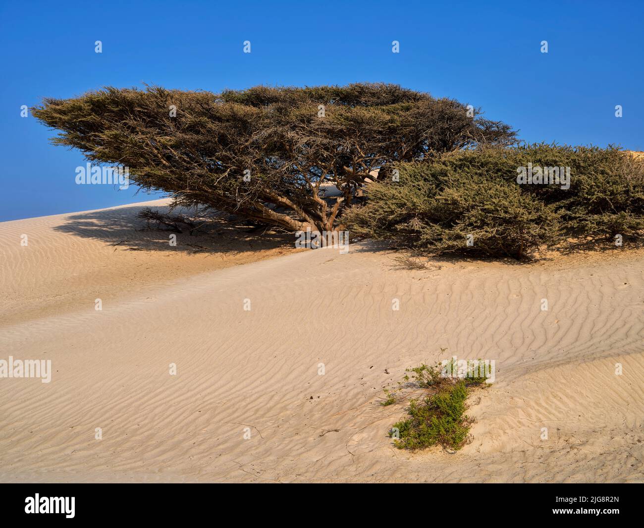 Dunes near Al Khaluf, Oman Stock Photo - Alamy