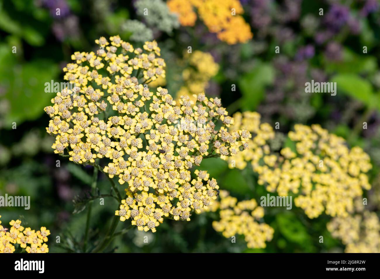 Close up of yellow common yarrow (achillea millefolium) flowers in ...