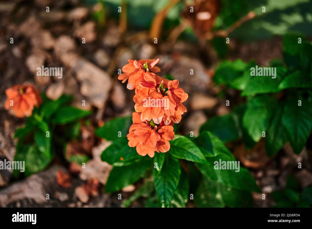 Beautiful crossandra flower hi-res stock photography and images - Alamy