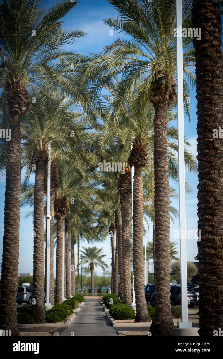 A vertical shot of a narrow paved path amid high palm trees Stock Photo ...