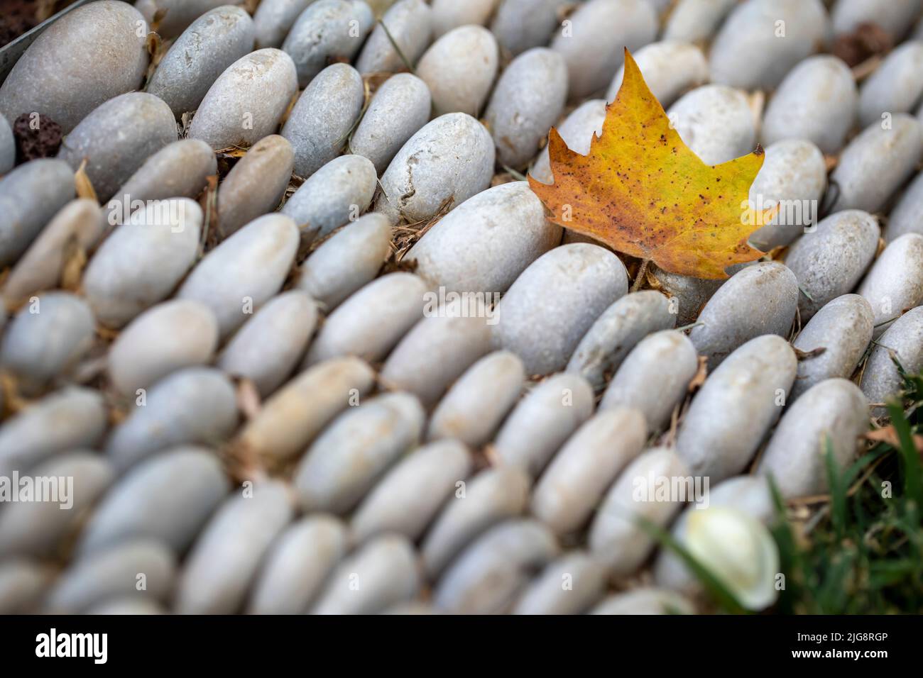 White stone and leaf, Autumn Concept Stock Photo - Alamy