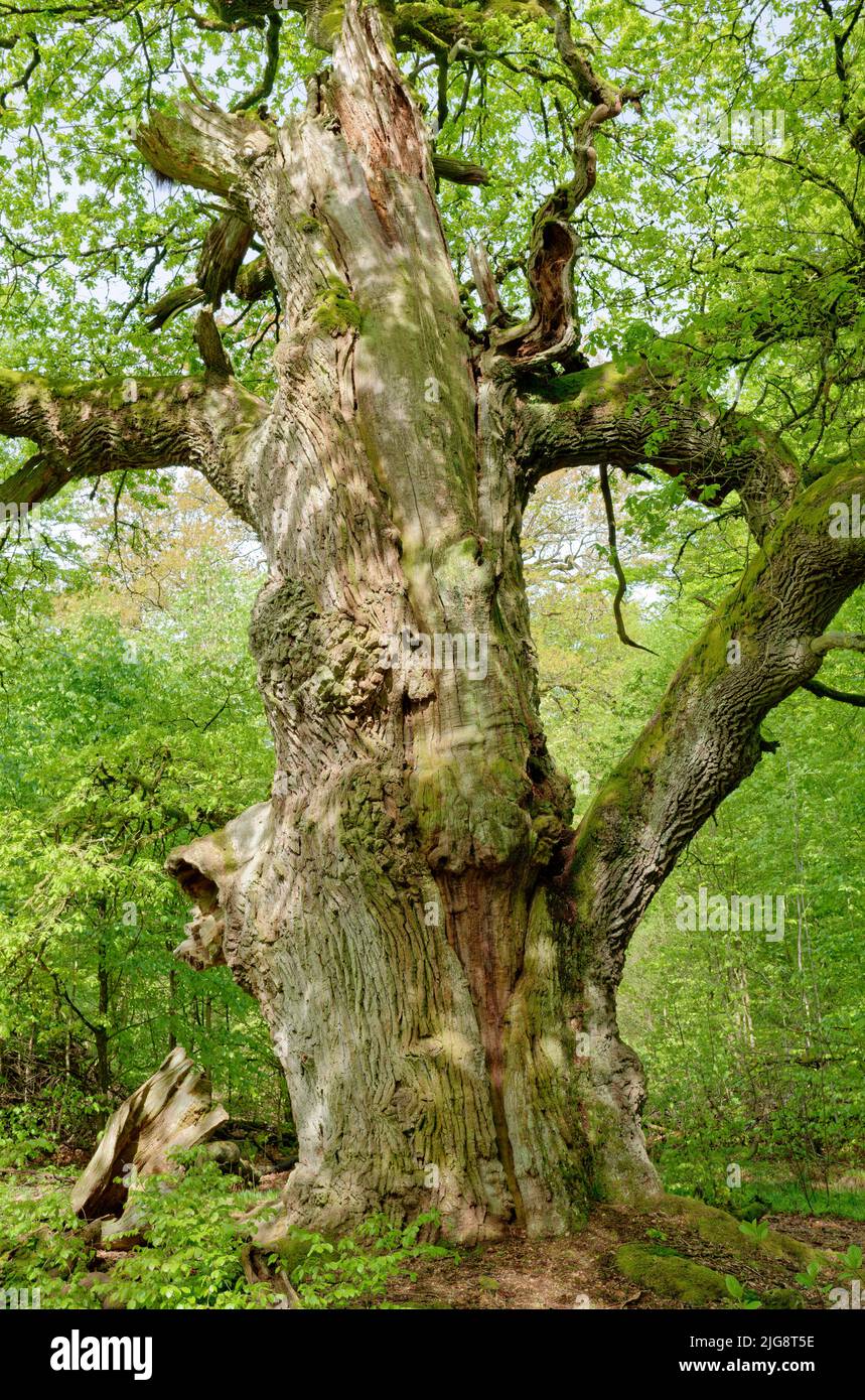 Europe, Germany, Hesse, Reinhardswald, nature reserve, primeval forest Sababurg, tree, oak ...