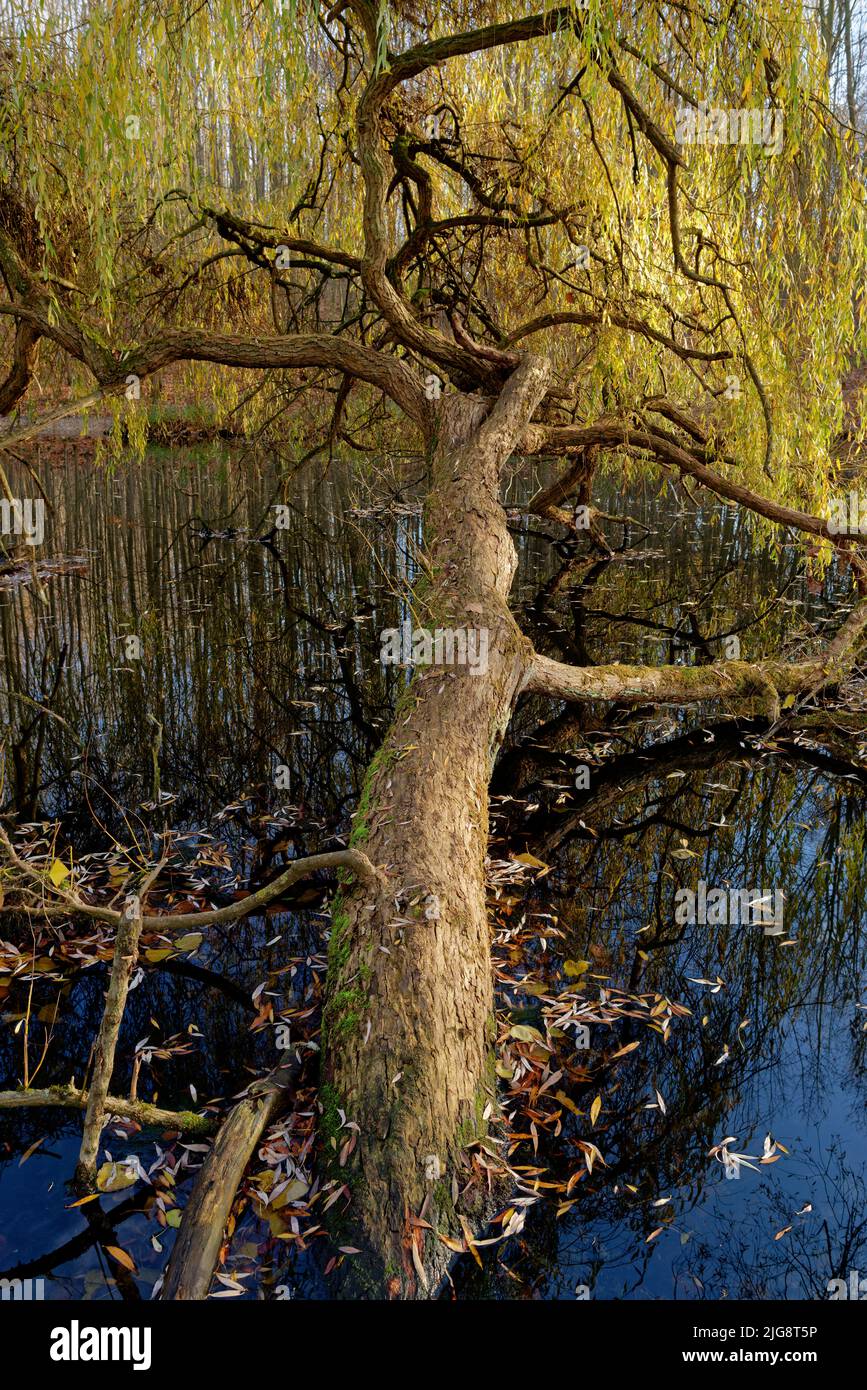 Weeping willow tree and water hi-res stock photography and images - Alamy