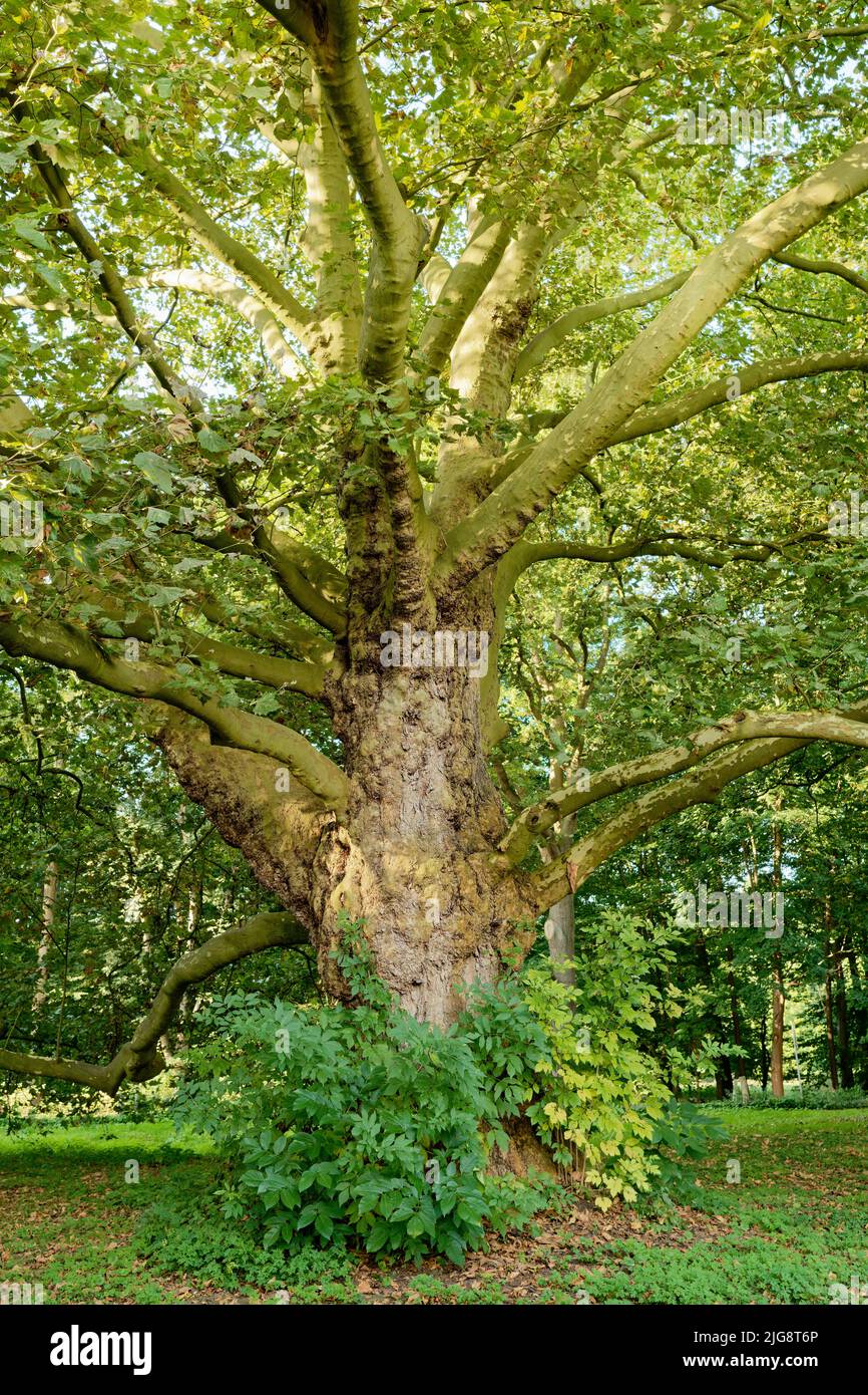 Platanus x hispanica bark hi-res stock photography and images - Alamy