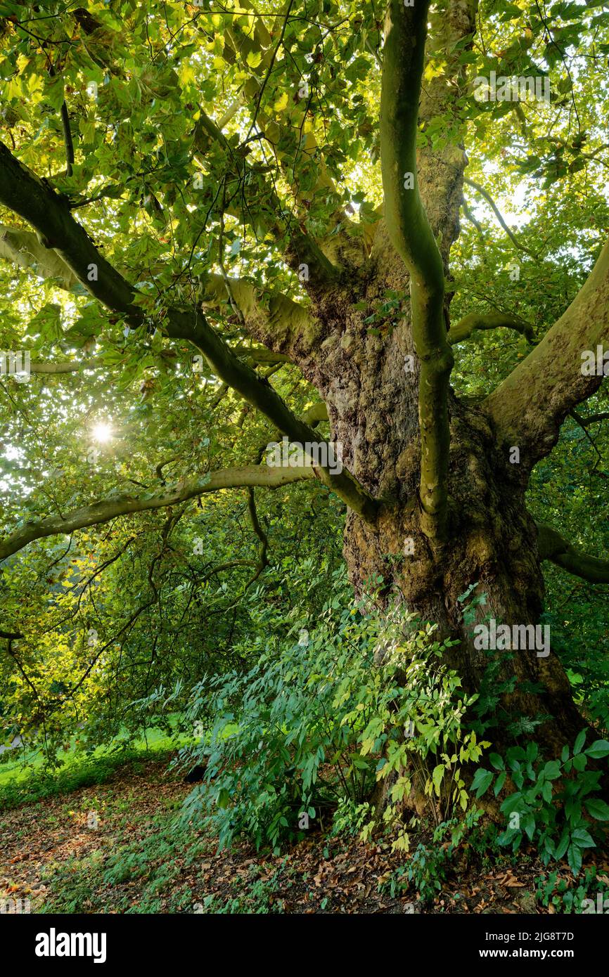 Europe, Germany, North Rhine-Westphalia, Cologne, city forest, tree ...