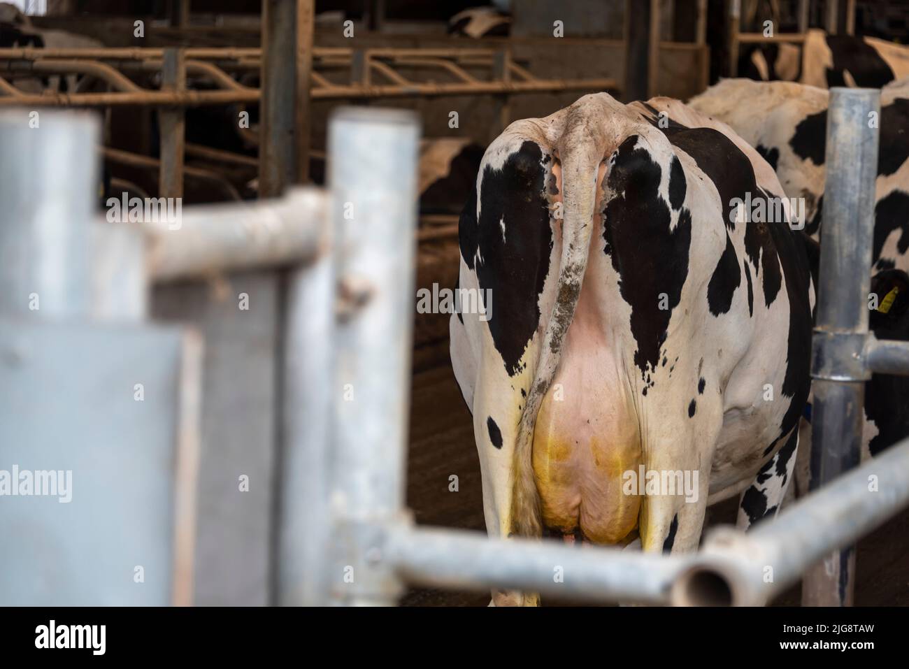 Udder of cow, dairy cow, cattle barn Stock Photo - Alamy