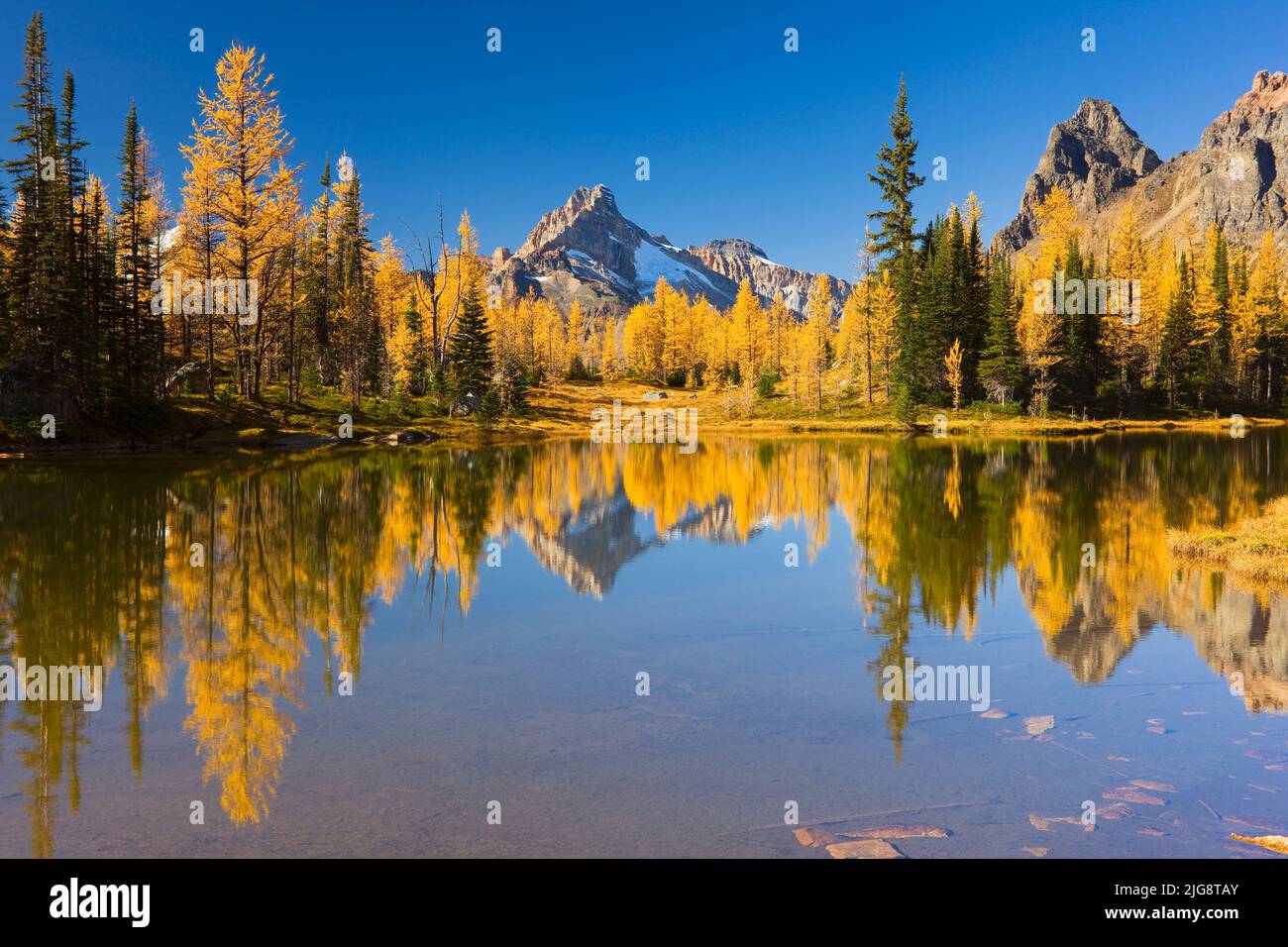 Mount Huber reflected in a small pond, Opabin Plateau, Lake O'Hara ...