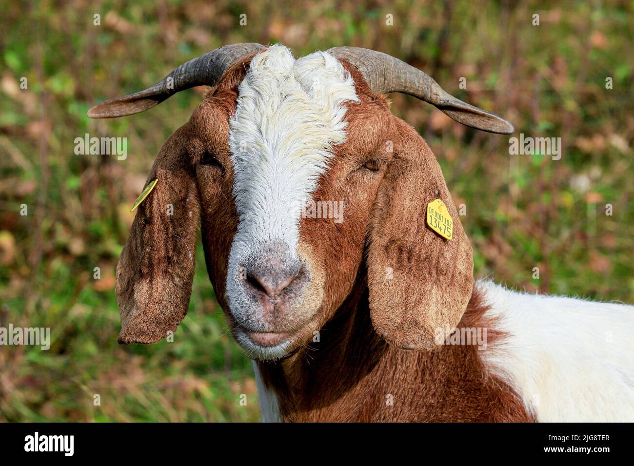 Goat earmark hi-res stock photography and images - Alamy