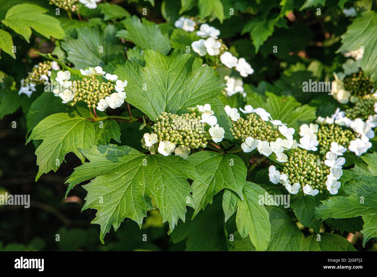 Viburnum flowers, leaves, spring Stock Photo - Alamy
