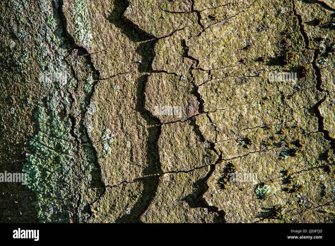 Tree braids hi-res stock photography and images - Alamy