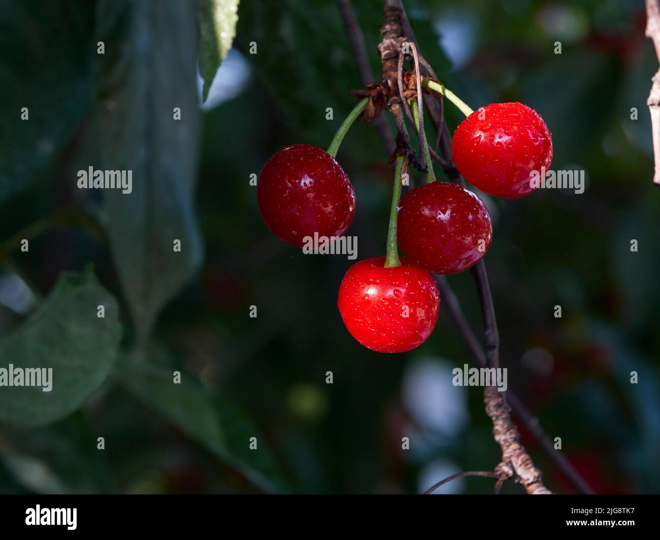 Cherry tree ripe fruit close shot Stock Photo - Alamy