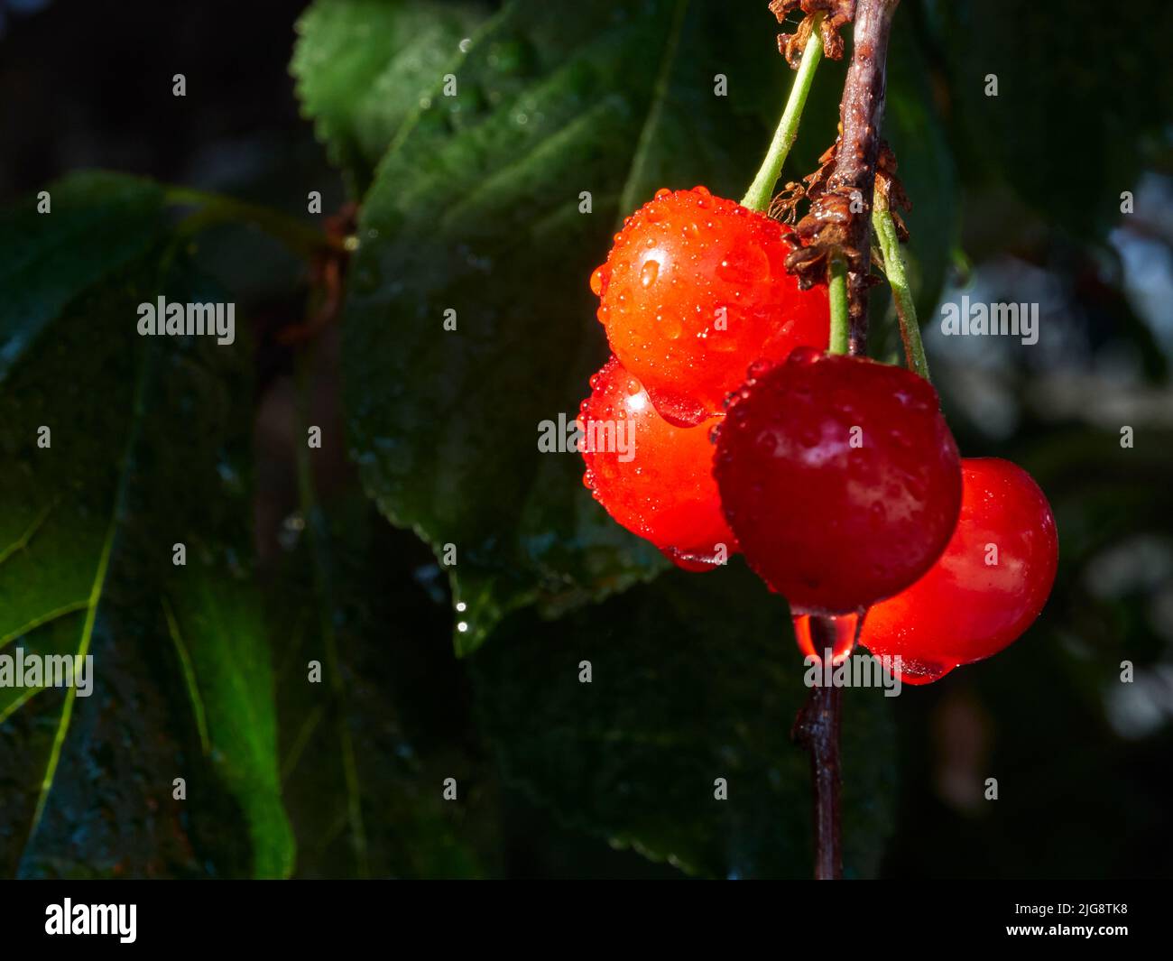 Cherry tree with fruit hi-res stock photography and images - Alamy