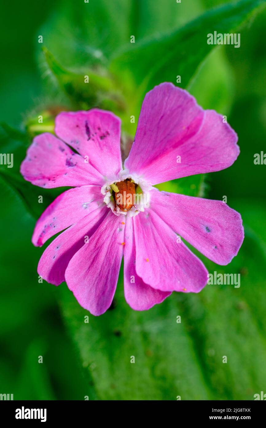Red campion, red glueweed, red campion (Silene dioica) with leaf beetle ...