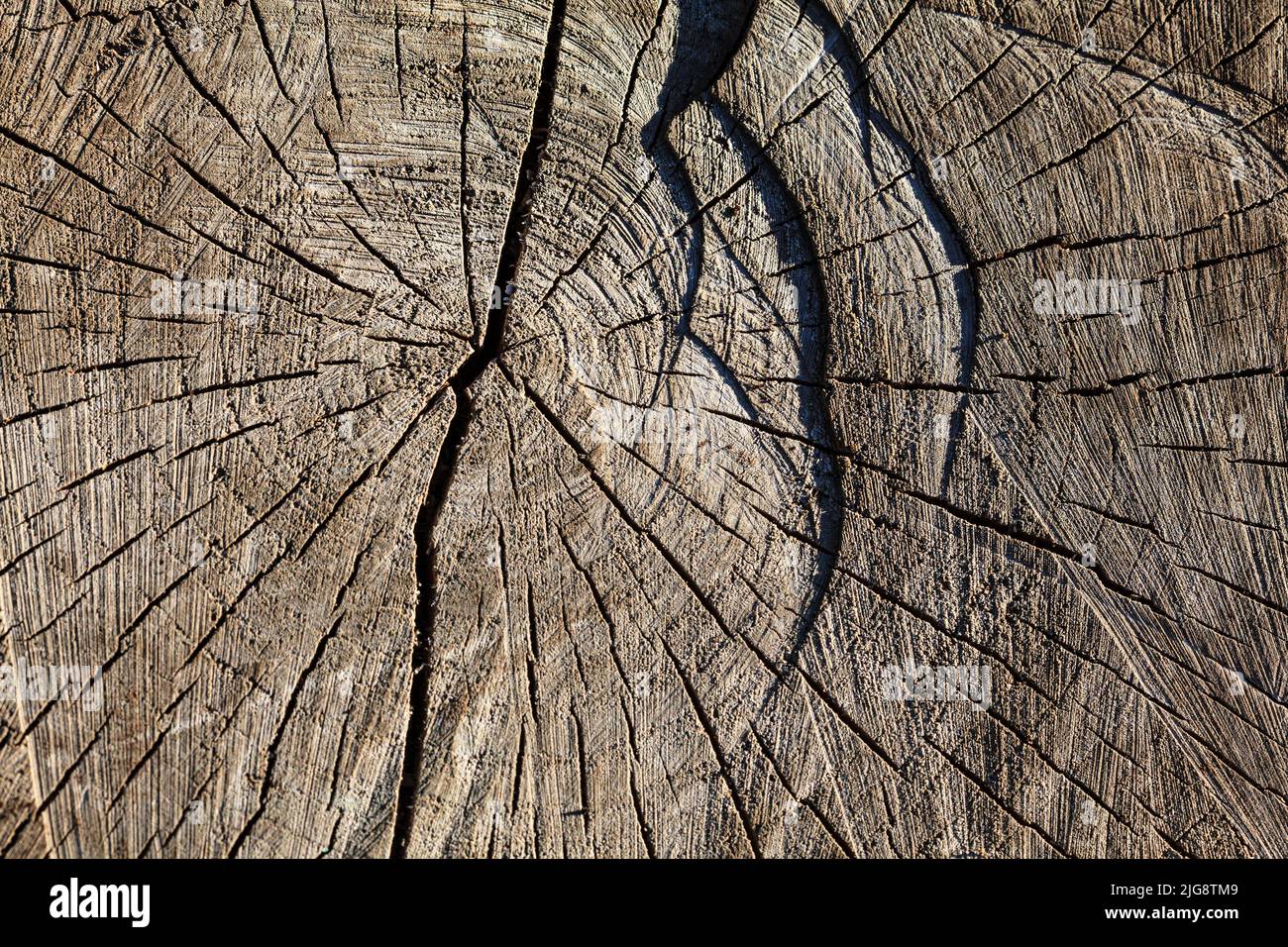 Cross section of old tree trunk with cracks Stock Photo - Alamy
