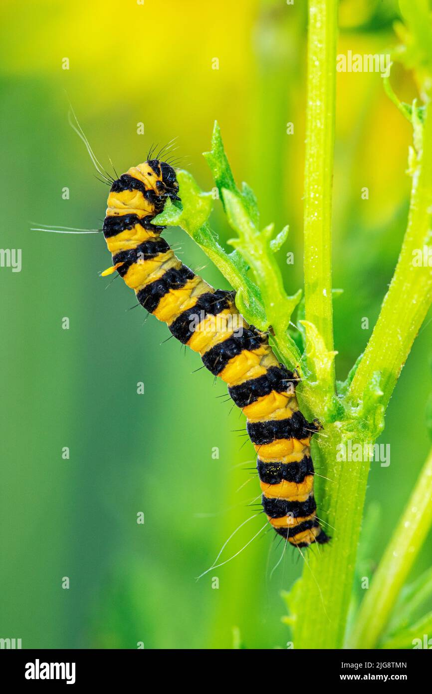 Cinnabar tyria jacobaeae caterpillar hi-res stock photography and ...