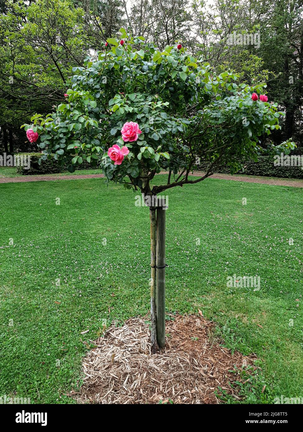 Rosebush hi-res stock photography and images - Alamy