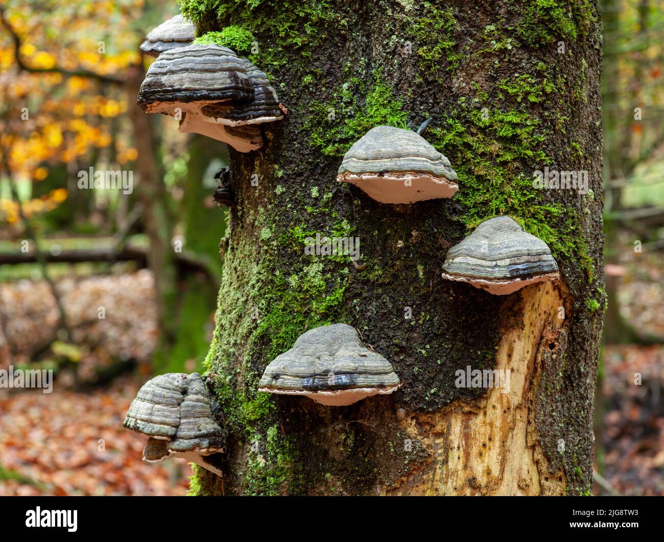 Mushrooms on dead wood in the forest Stock Photo - Alamy