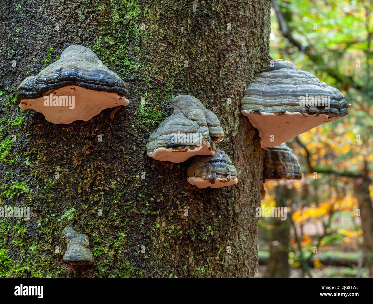Mushrooms on dead wood in the forest Stock Photo - Alamy