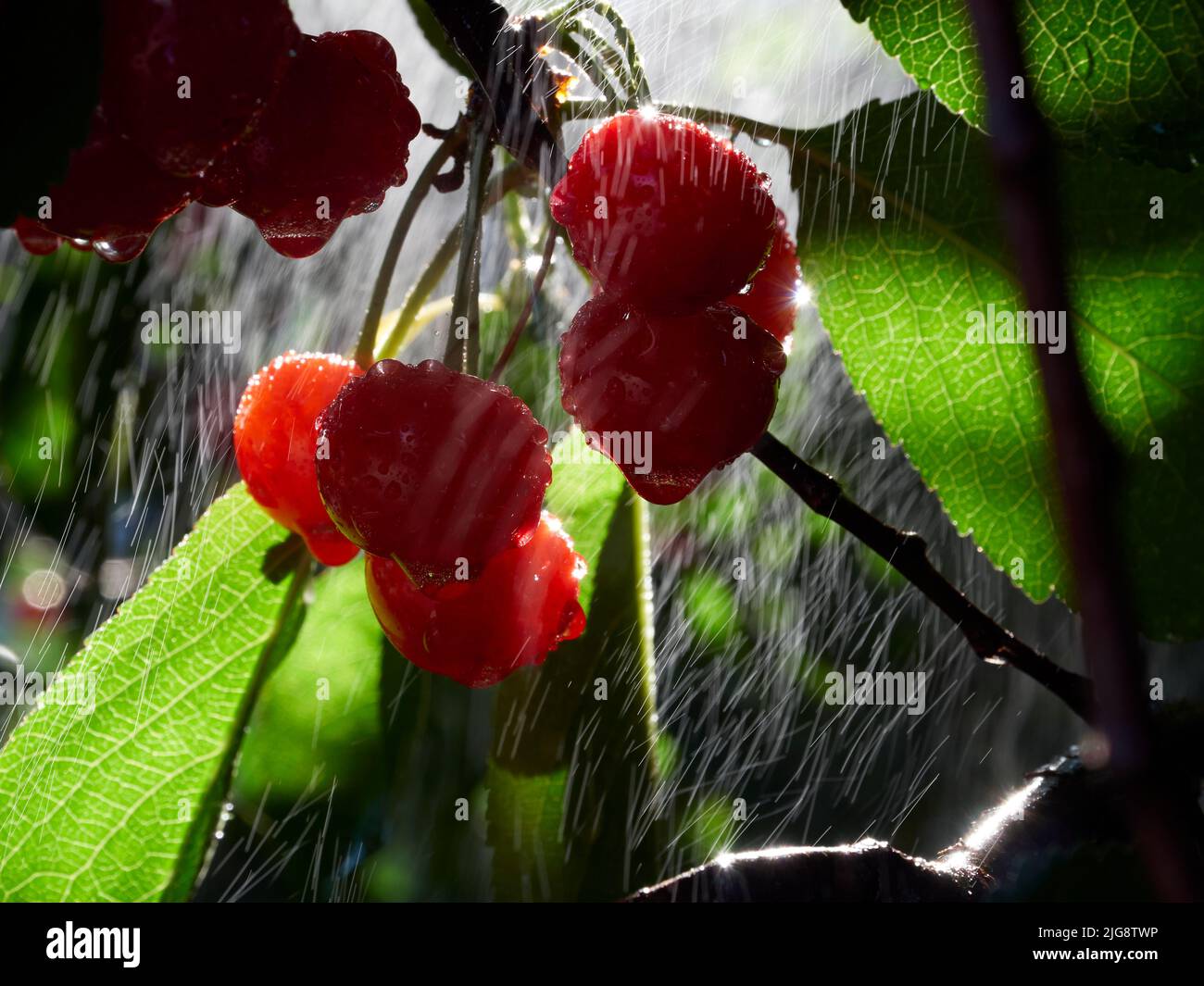 Cherry tree ripe fruit close shot Stock Photo - Alamy