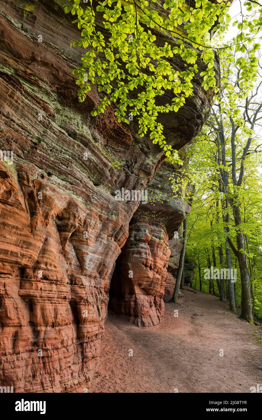 Old castle rock, rock formation of red sandstone near Eppenbrunn, beech ...