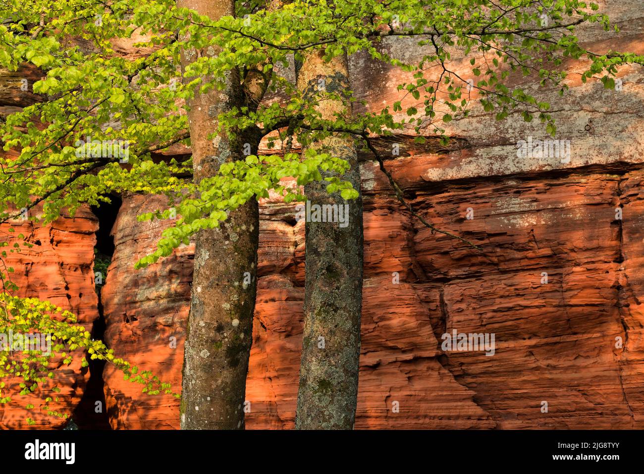 Old castle rock, rock formation of red sandstone near Eppenbrunn ...