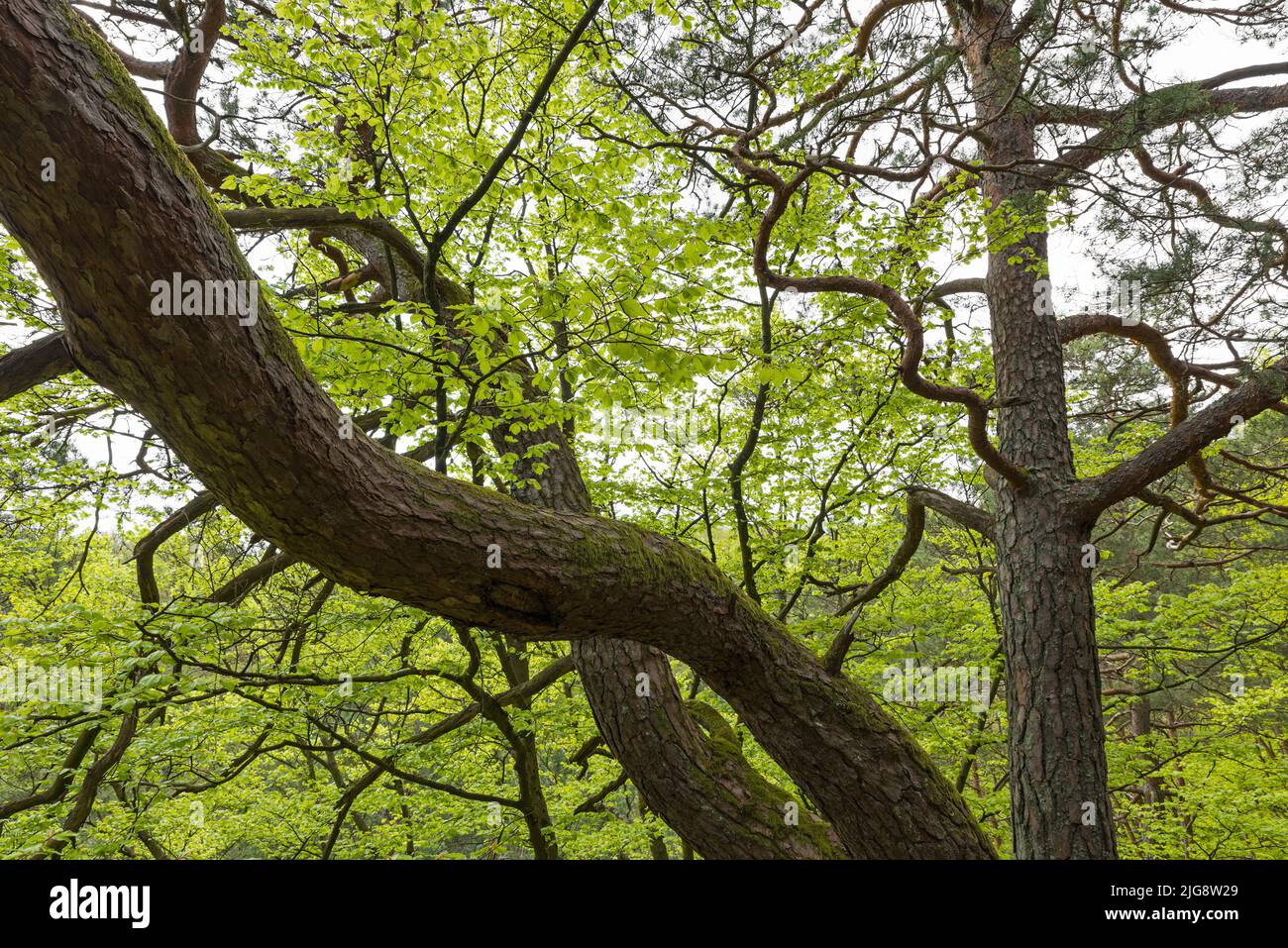 Twisted trunks hi-res stock photography and images - Alamy