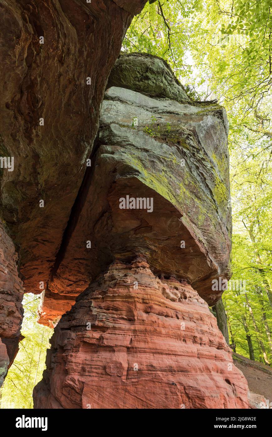 Old castle rock, rock formation of red sandstone near Eppenbrunn, beech ...