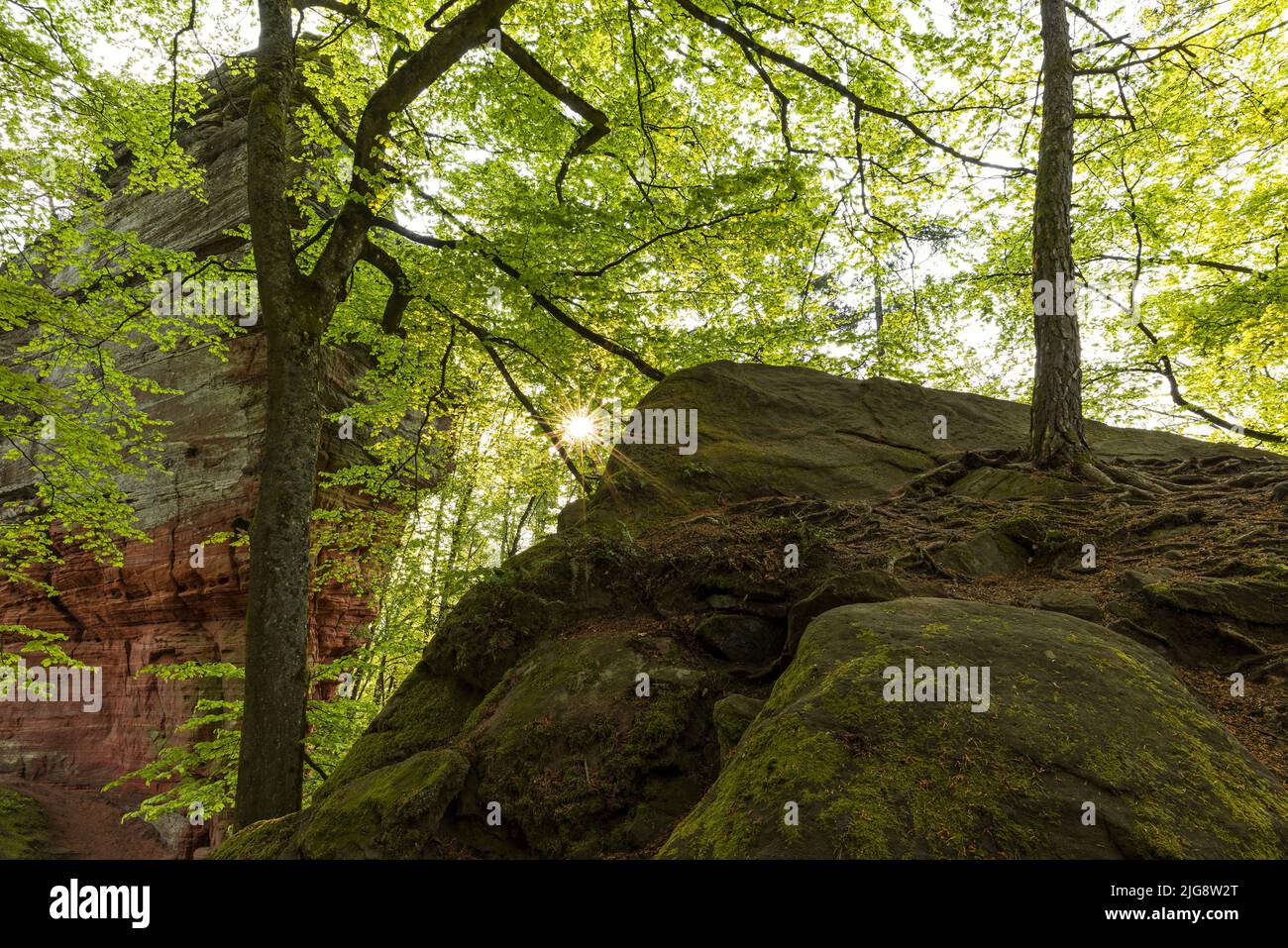 Morning atmosphere at the old castle rocks, rock formation of red ...
