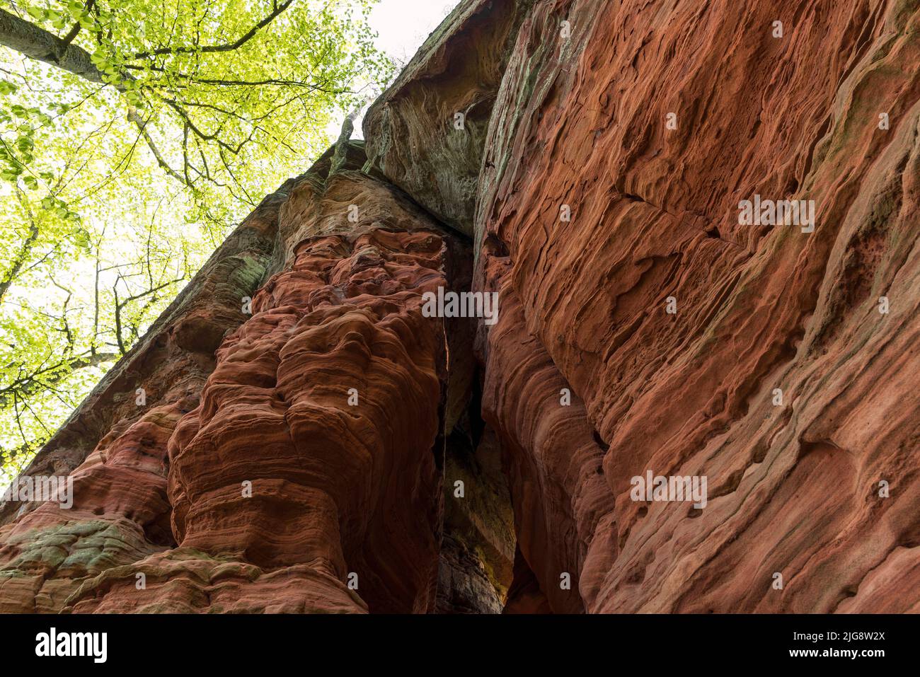 Old castle rock, rock formation of red sandstone near Eppenbrunn, beech ...