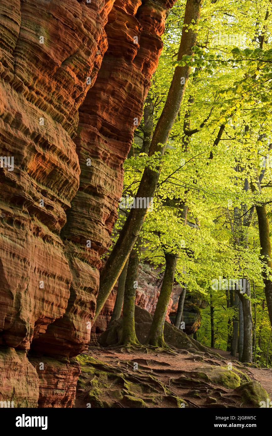 Old castle rock, rock formation of red sandstone near Eppenbrunn, beech ...