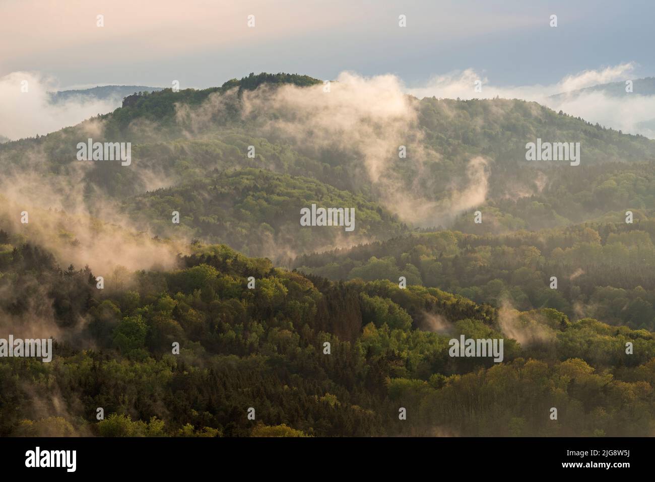 after the rain the forest steams, Pfälzerwald Nature Park, Pfälzerwald ...