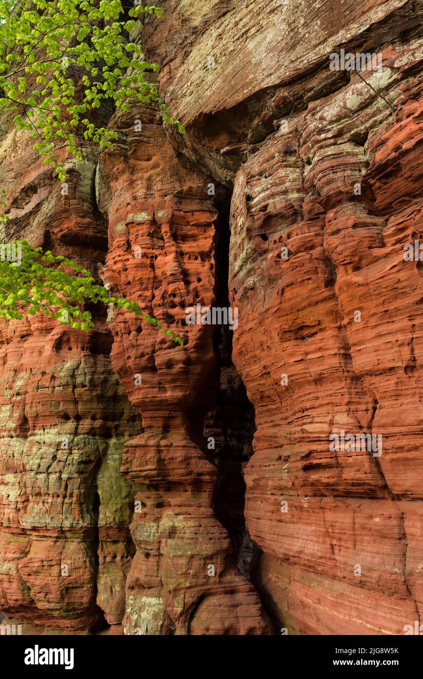Altschlossfelsen, rock formation of red sandstone near Eppenbrunn ...