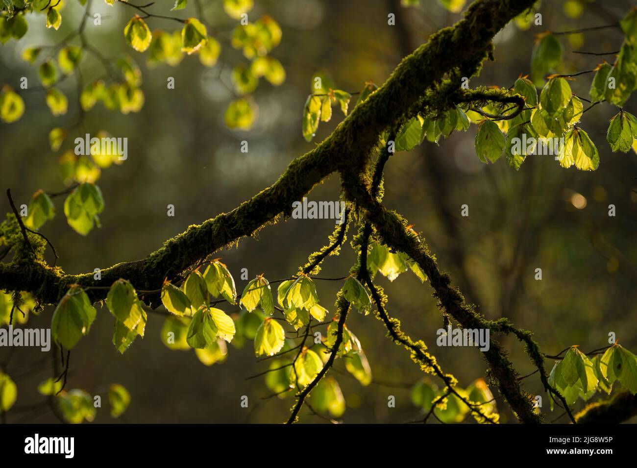 Moss with translucent leaves hi-res stock photography and images - Alamy