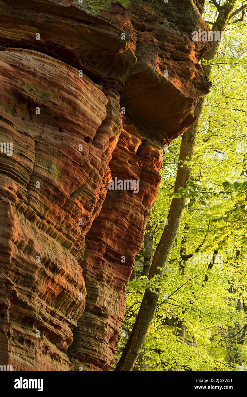 Old castle rock, rock formation of red sandstone near Eppenbrunn, beech ...